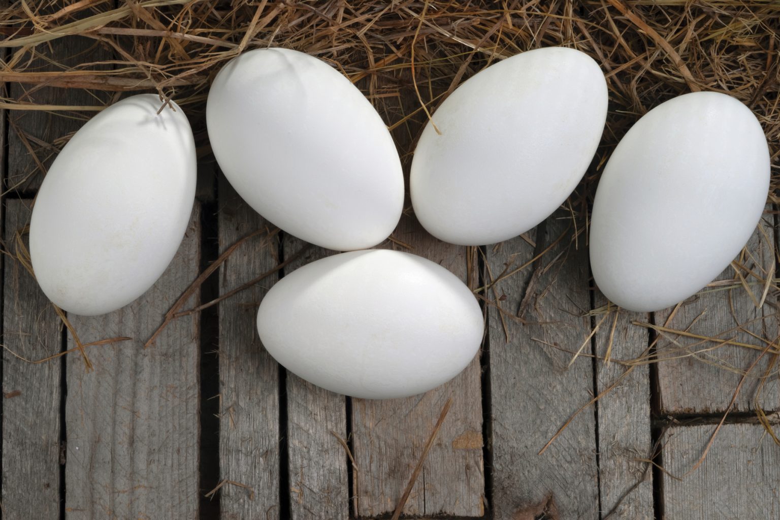 Goose Egg Recipe Ideas - Backyard Poultry